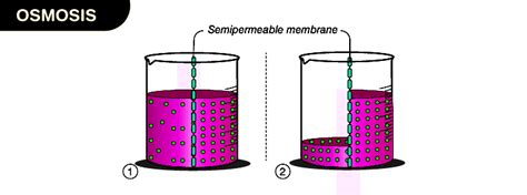 Osmosis Definition Types Effects And Osmotic Pressure Testbook Osmosis Definition Types Effects And Osmotic Pressure Testbook