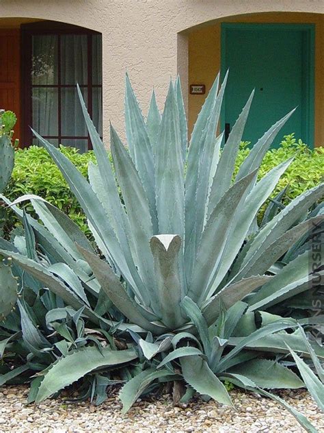 The Century Plant Agave Americana Succulent City