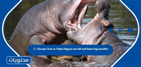 حل سؤال C Choose True Or False Hippos Are Fat And Have Big Mouths