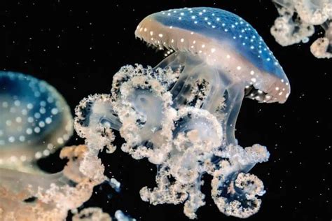 Jellyfish Identification Guide Types Fun Facts Nature Roamer