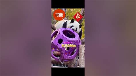 128🩷胖🐼丫丫萌蘭🥳北動冬日主打紫色玩具 Panda Youtube