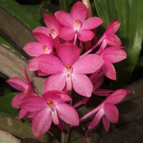Vanda Ampullacea Plant Care And How To Grow Water