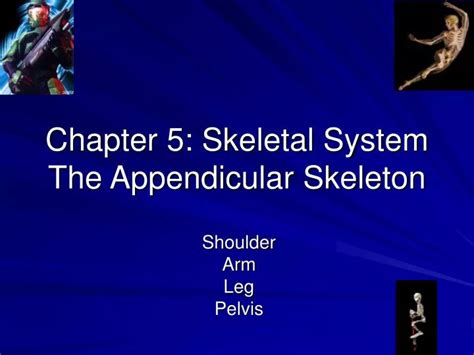 Ppt Chapter 5 Skeletal System The Appendicular Skeleton Powerpoint
