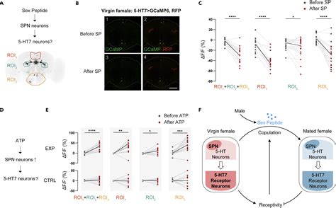 Sex Peptide Regulates Female Receptivity Through Serotoninergic Neurons In Drosophila IScience