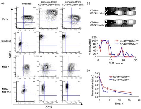 Dynamic Regulation Of Cd24 And The Invasive Cd44poscd24negphenotype In
