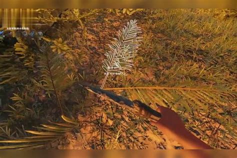 荒岛求生02我在沉船上找到了木箱子里面有许多有用的东西