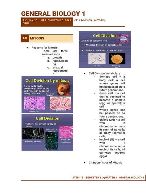 Mitosis Pdf Ploidy Mitosis