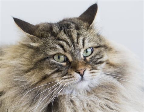Long Haired Tabby Cat Lerysee