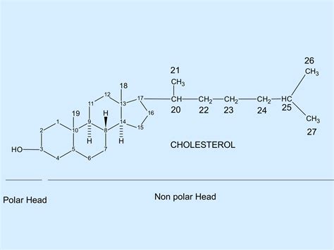 INTRODUCTION TO LIPIDS Ppt Biochemistry PPT