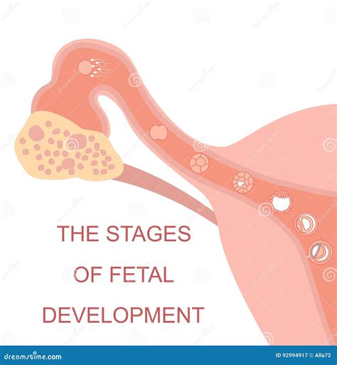 Uterus Vector Vector Illustration Stages Of Fetal Development