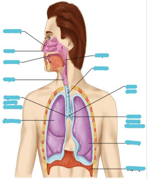 Respiratory Anatomy Labeling Diagram Quizlet