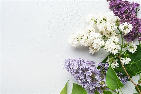회색 배경에 아름다운 흰색과 보라색 라일락의 꽃다발 맨 위 보기입니다 결혼식 행복한 여성의 날 발렌타인 데이와 어머니의 날을위한