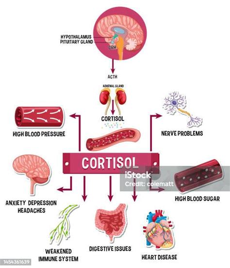 Skema Sistem Kortisol Stres Ilustrasi Stok Unduh Gambar Sekarang