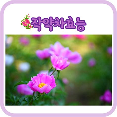 여성치유 작약차 효능 24가지 부작용 먹는법 백작약 작약감초탕 Pinknamu