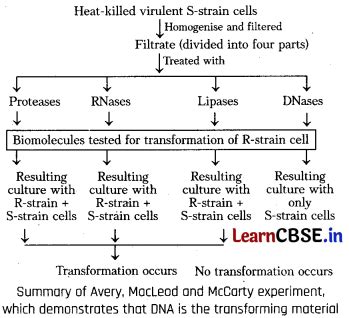 Molecular Basis Of Inheritance Class Important Questions And Answers