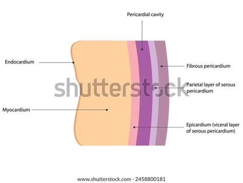 89 Serous Membrane Stock Vectors And Vector Art Shutterstock