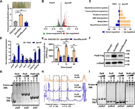 PmiR Controls Pyocyanin Production And Regulates The Genes Expression