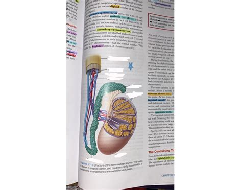 Structure Of Testis And Epididymis Quiz