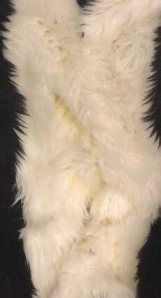 Faux Fur Piss Marking ThisVid Com