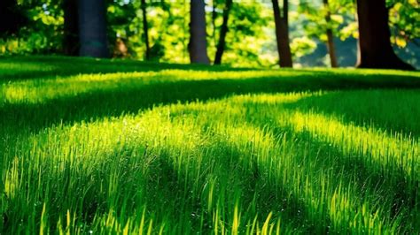 Premium Photo Shot Of A Bright Green Freshly Mowed Lawn