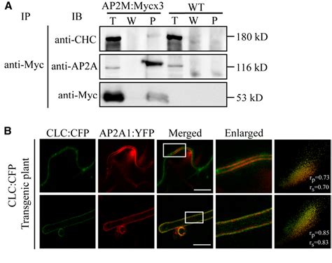 Figure 1 From Adaptor Protein Complex 2 Mediated Endocytosis Is Crucial For Male Reproductive