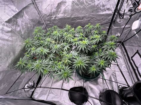 Grow Weed at Home: A Comprehensive Guide