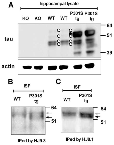 Tau Antibody Monoclonal Bt2