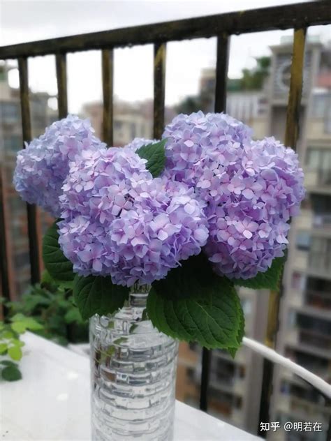 绣球花语和寓意 知乎