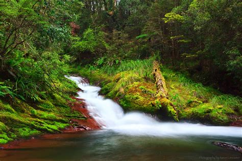 New Zealand Bush On Behance