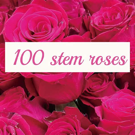100 Stem Roses To Korea ⋆ Send 100 Stem Roses To Korea 장미 100 송이