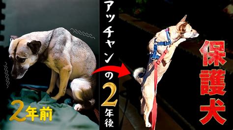 虐待されトイレをすると打たれた犬の2年後？→笑顔で〇〇する姿が可愛すぎて目から涙が・・ Youtube