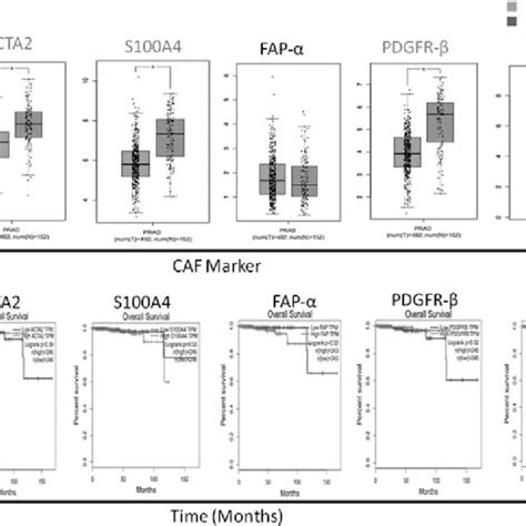 A Cancer Associated Fibroblast Markers Gene Expression Profiles In