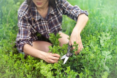Hierbabuena Cómo sembrar esta hieba de olor y todo sobre su cultivo