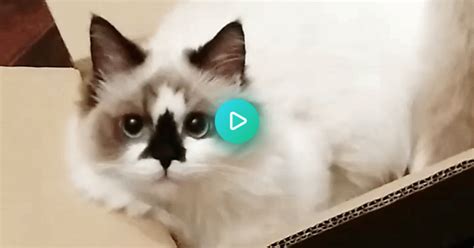 Getting Comfortable  On Imgur