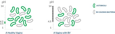 About Bacterial Vaginosis Bv Vaginal Infection Symptoms