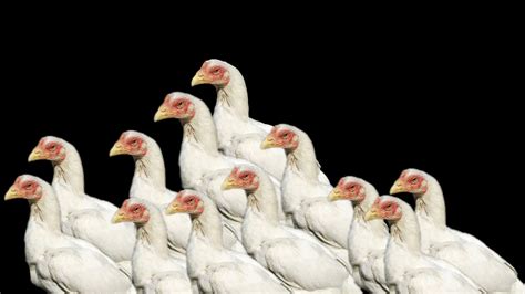 Hen Poultry Chicken Free Photo On Pixabay Pixabay