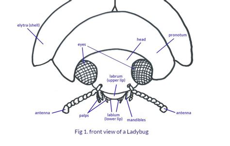 How Many Legs Does A Ladybug Have The Anatomy Of A Ladybug