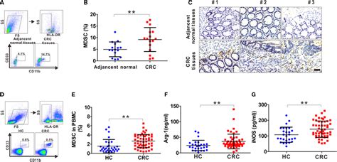 The Frequency Of Mdscs In Crc Patients A The Gating Strategy For