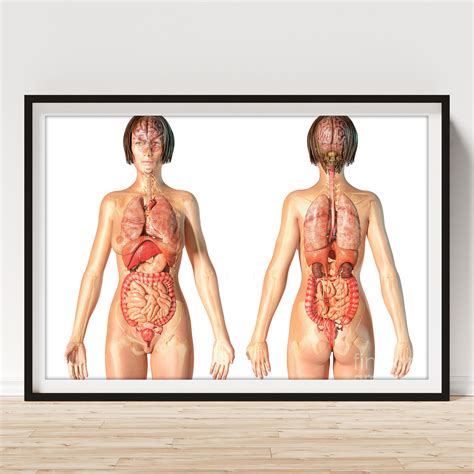 Female Internal Organs 2 Poster By Science Photo Library Science
