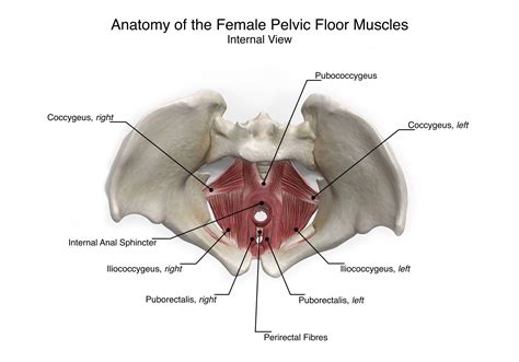 Female Pelvic Floor Anatomy By Aimee Hutchinsona 3d Model Created As