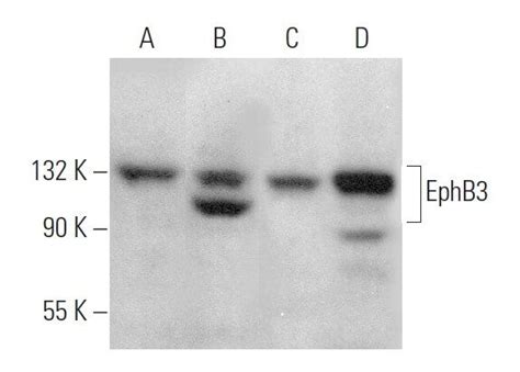 Ephb3 Antibody A 12 Scbt Santa Cruz Biotechnology