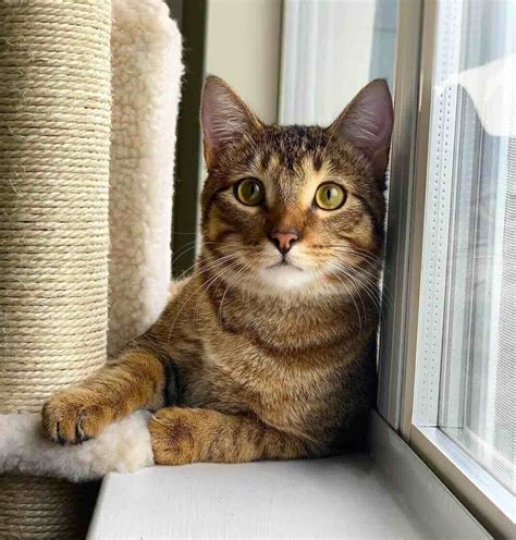 Meet Chestnut The Cat Whose Smile Launched A Thousand Memes We Love