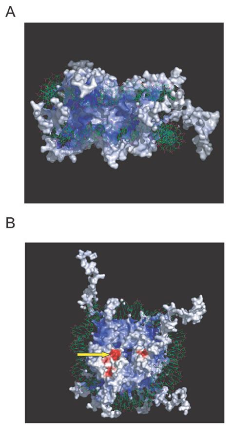 Electrostatic Surface Potential Of The Nucleosome Core Particle Download Scientific Diagram