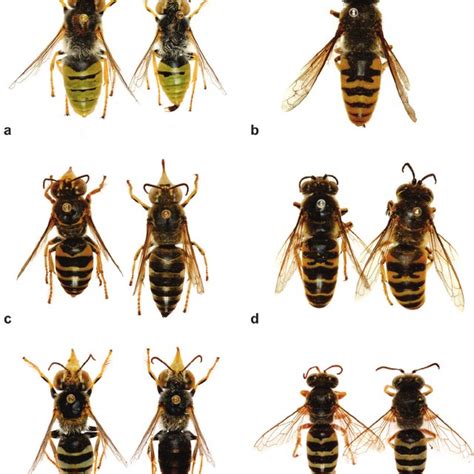 Bembix Spp A Namibensis Female Male B Ochracea Female Male C Download Scientific