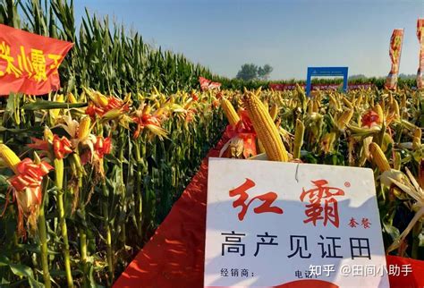 春玉米高产播种技术要点，学会大丰收！ 知乎