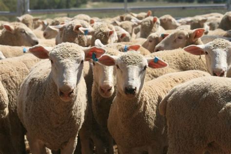 Lot 143 320 Mixed Sex Store Lambs AuctionsPlus