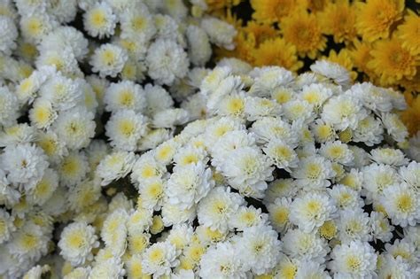 국화 꽃들 정원 Pixabay의 무료 사진 Pixabay