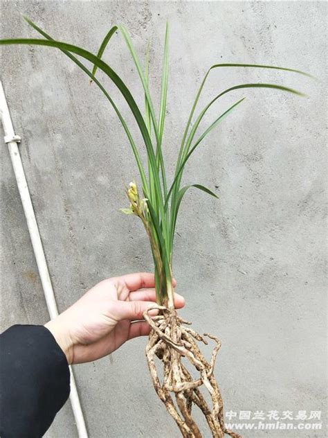 春剑红太阳的草图片 兰花红太阳图片 春剑红太阳草型 第20页 大山谷图库