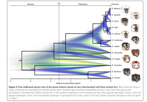 Solved Interpreting The Phylogenetic Tree A Pts Chegg Com