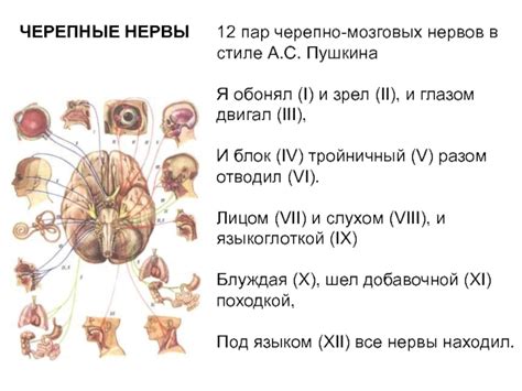 Таблица патология все черепные нервы - фото презентация